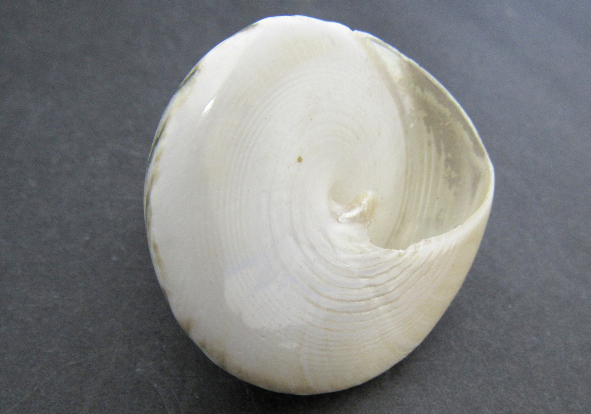 Elongated Troca Seashell Trochus Maculatus (1 shell approx. 2+ inches ...