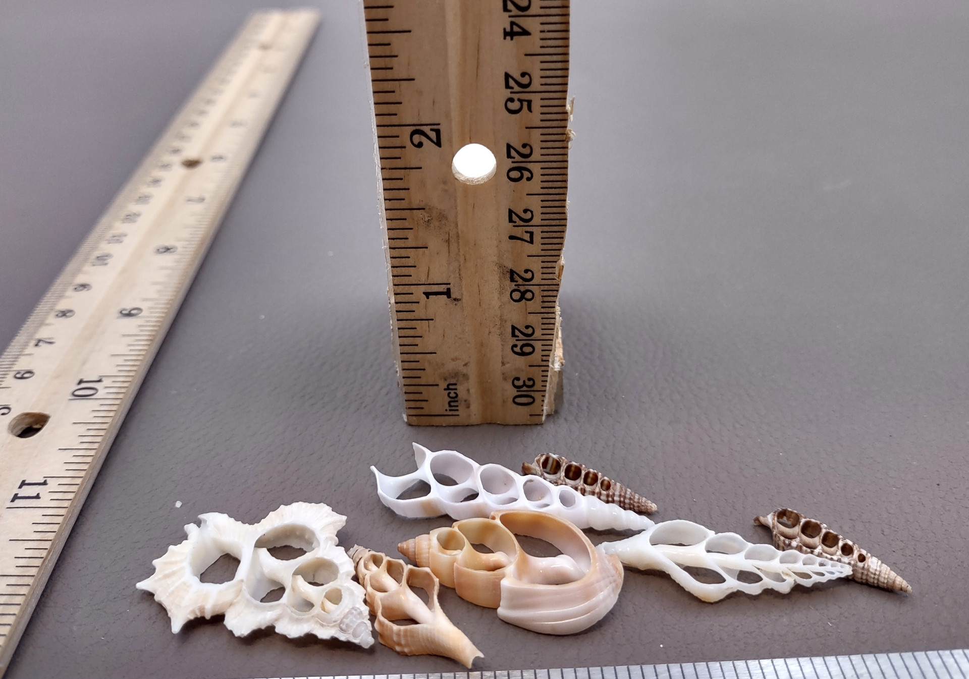 Sliced Small Seashell Assortment (10 shells approx. 0.25-0.75+ inches ...
