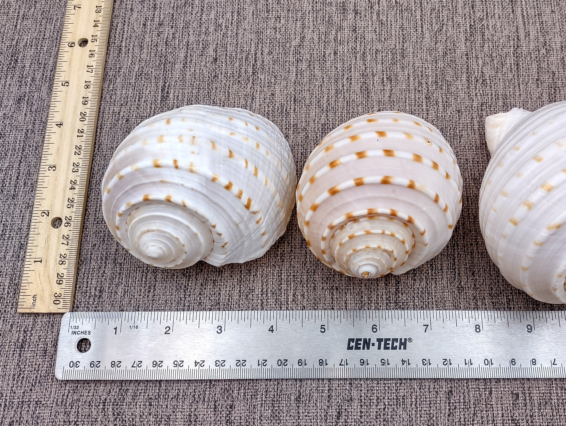 Spotted Tun Seashell Tonna Tessalata (1 shell approx. 4+ inches ...