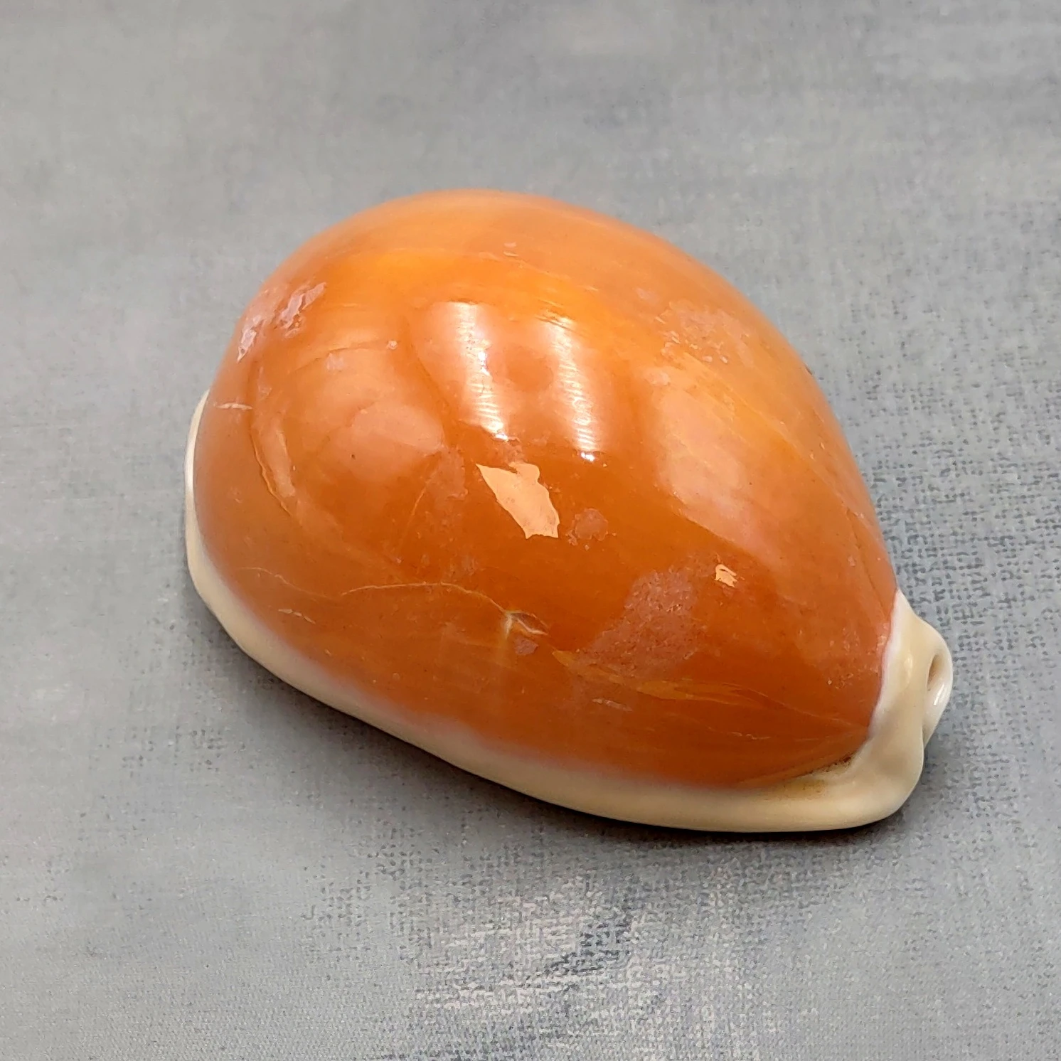 Colorful Cowrie Shells for sale - seashellsupply.com