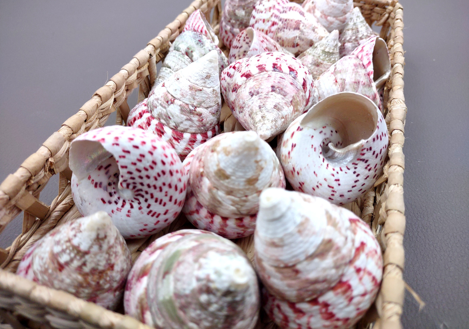 Strawberry Trochus Seashells Red White Rochia Conus (4 shells approx. 1 ...