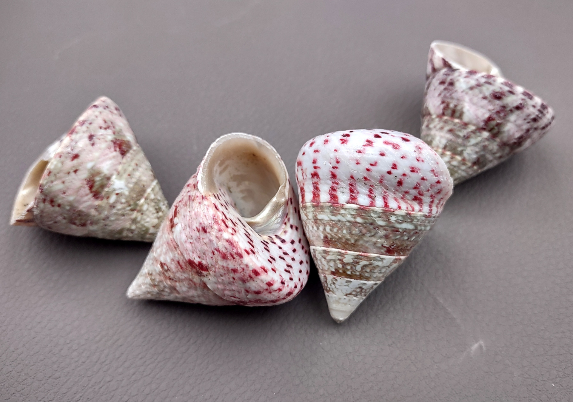 Strawberry Trochus Seashells Red White Rochia Conus (4 shells approx. 1 ...