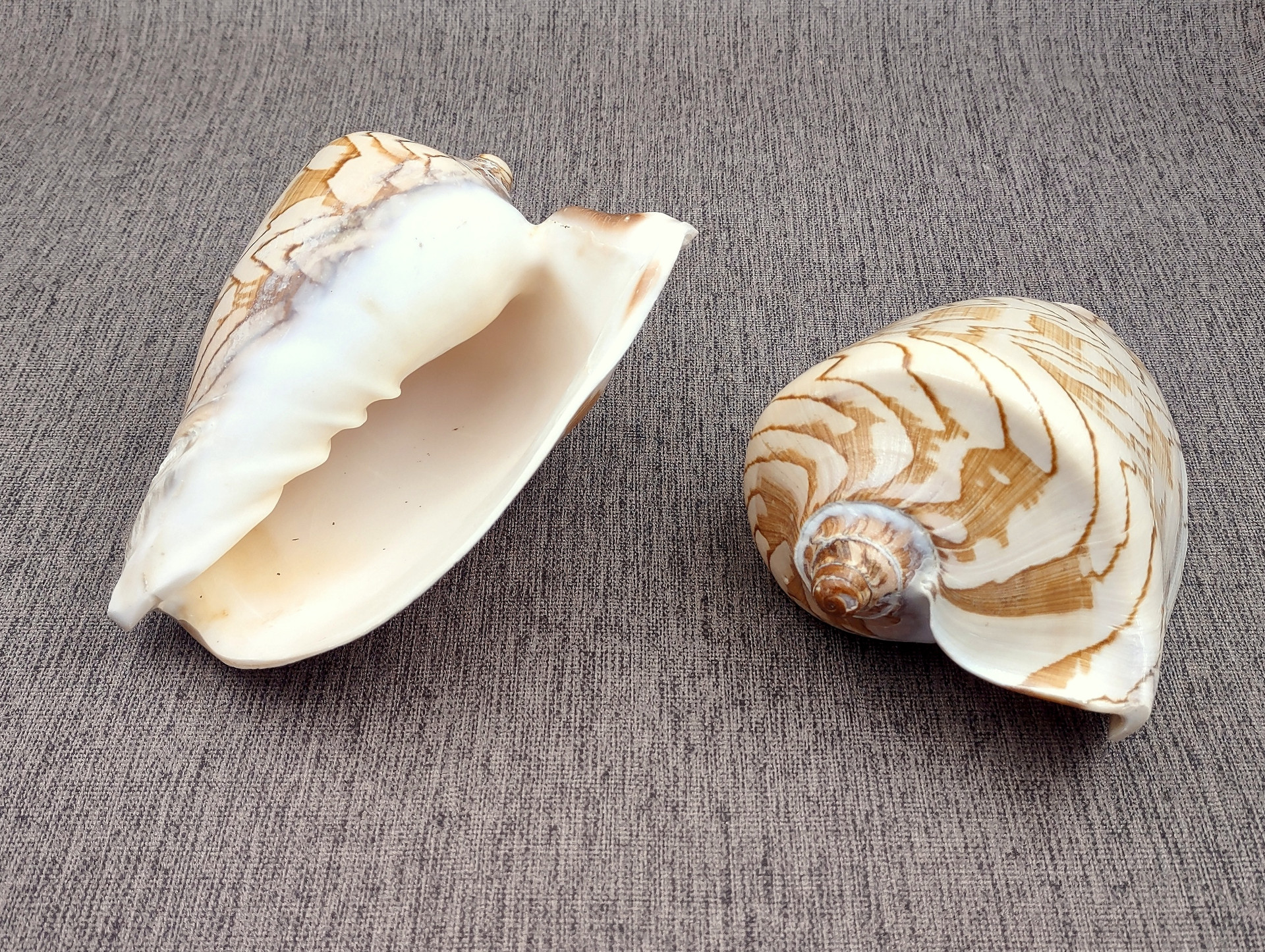 Noble Volute Seashell Voluta Nobilis (1 shell approx. 6+ inches) Great ...