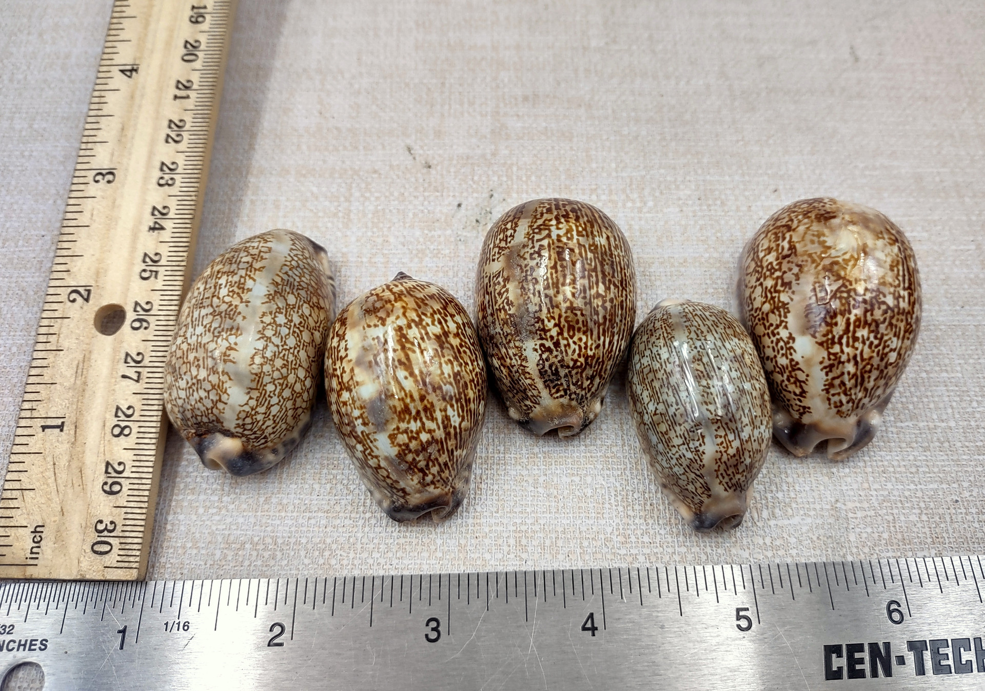 Arabic Cowrie Seashells Cypraea Arabica (5 shells approx. 1.5+ inches ...