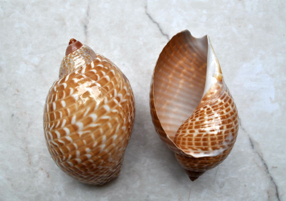 Pacific Partridge Tun Seashell (3-4") - Tonna Perdix - Sea Shell Supply