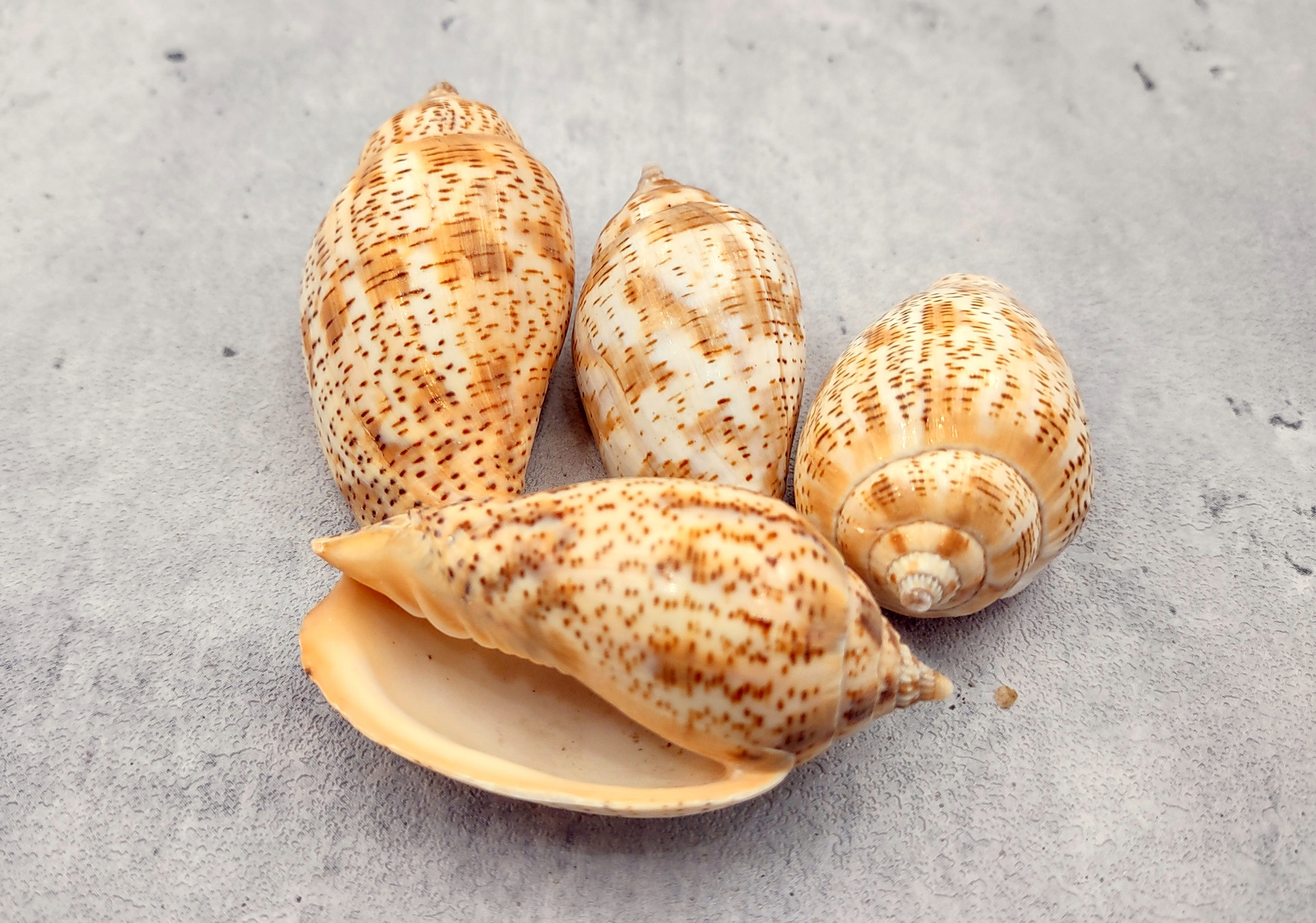 Brown Lined Volute Seashells Harpulina Lapponica (4 shells approx. 2 ...