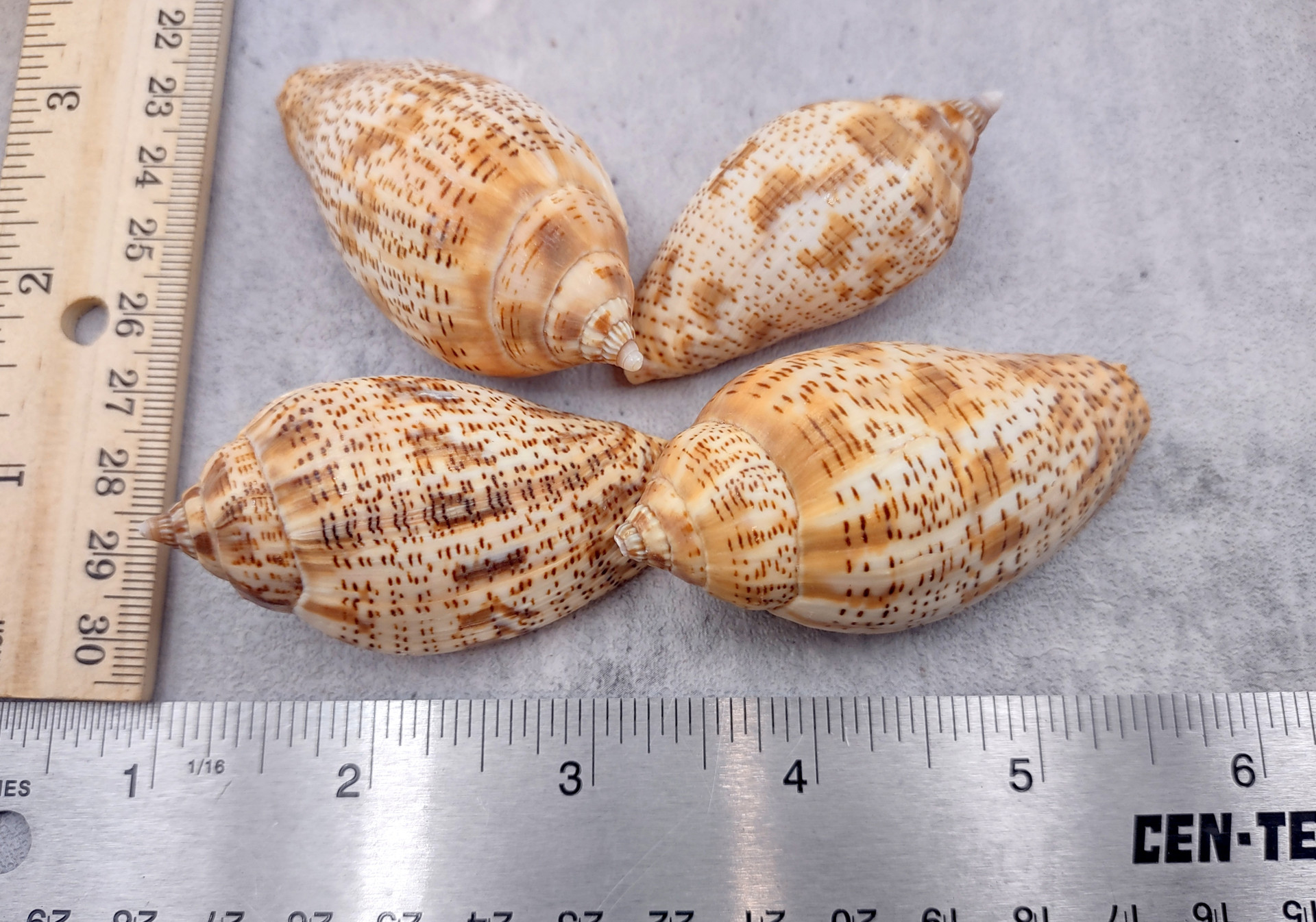 Brown Lined Volute Seashells Harpulina Lapponica (4 shells approx. 2 ...