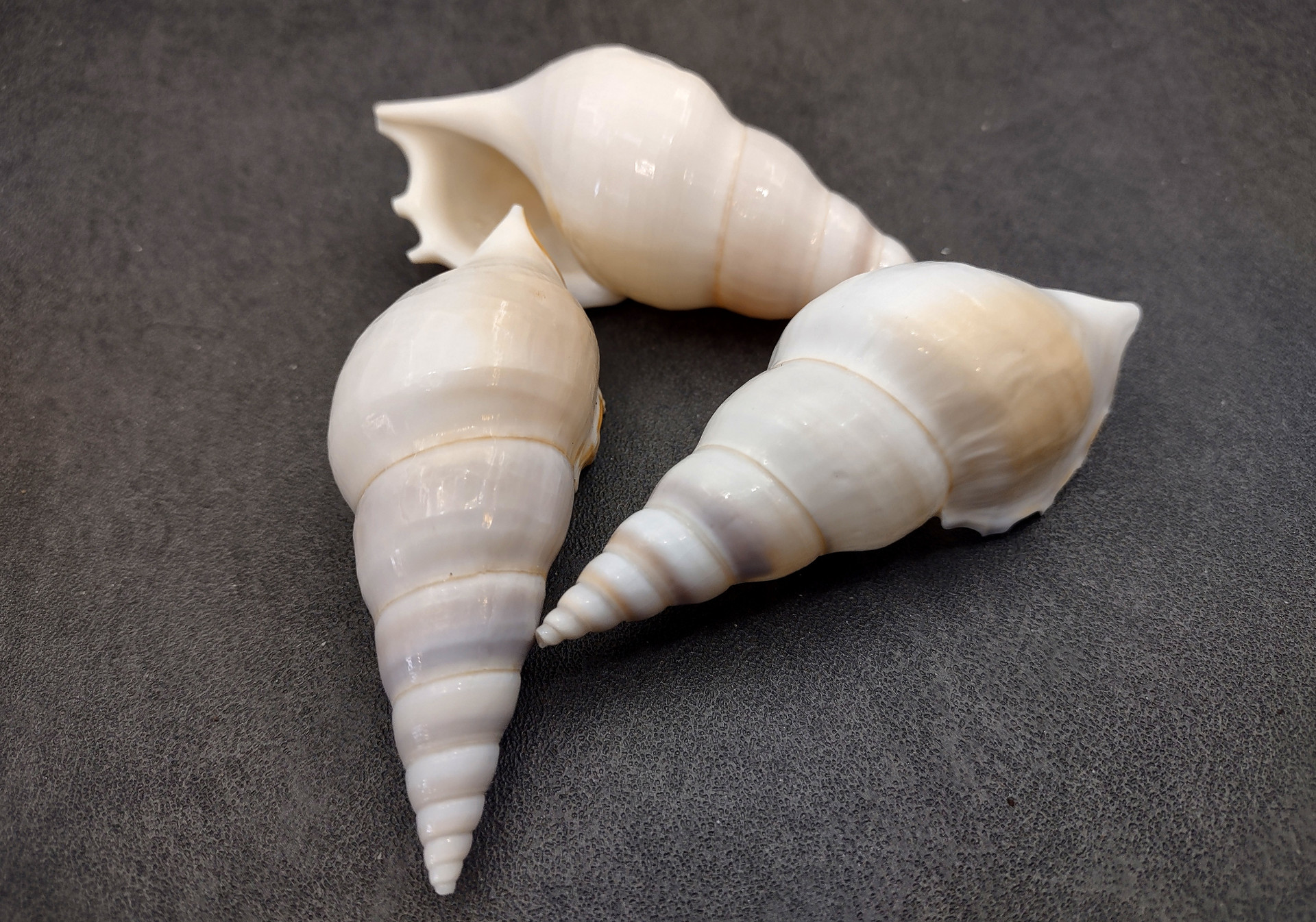 Delicate Tibia Seashell Tibia Delicatula (3 shells approx. 3+ inches ...
