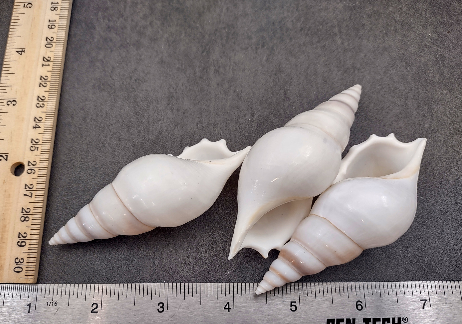 Delicate Tibia Seashell White Tibia Delicatula (3 shells approx. 3 ...