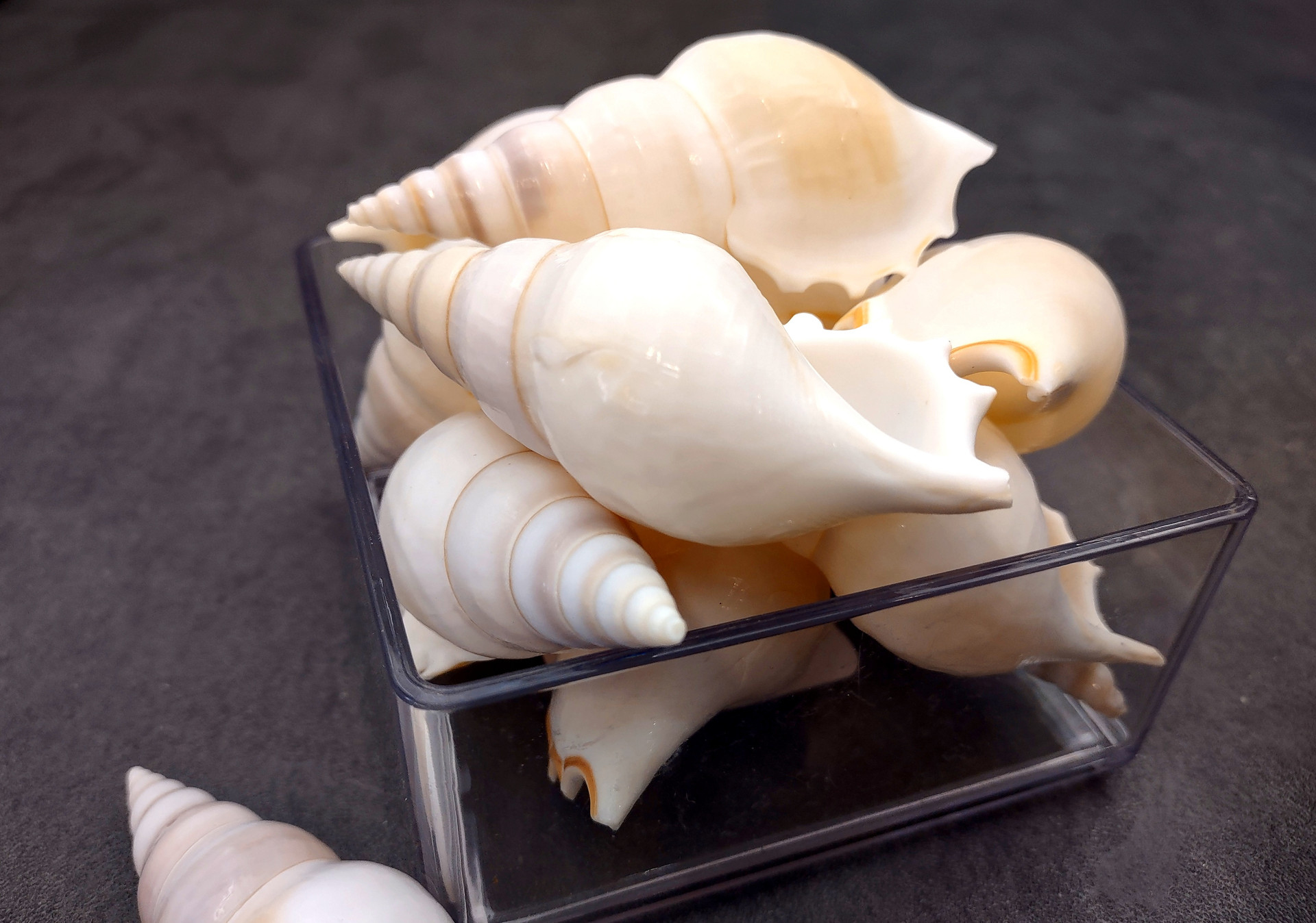 Delicate Tibia Seashell White Tibia Delicatula (3 shells approx. 3 ...