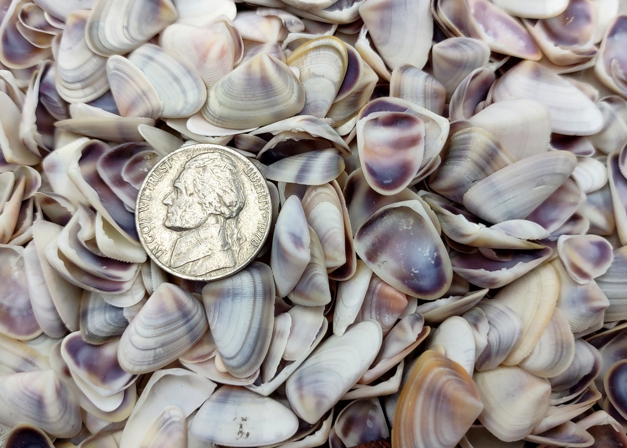 Coquina Clam Seashells Blue Violet Donax Variabilis (approx. half cup ...