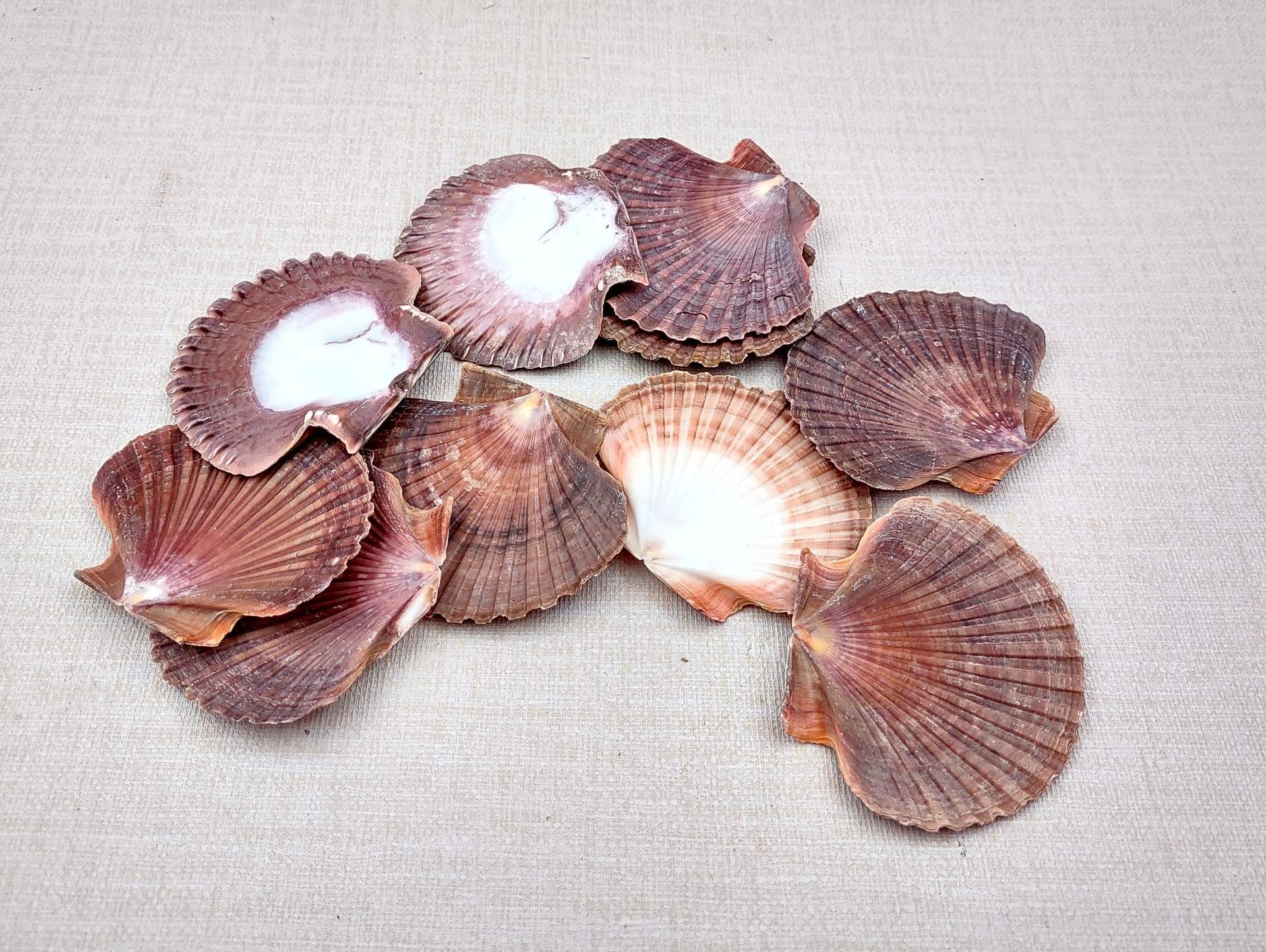 Mexican Flat Scallop Seashells Red Brown Pecten Vogdesi (10 shells ...