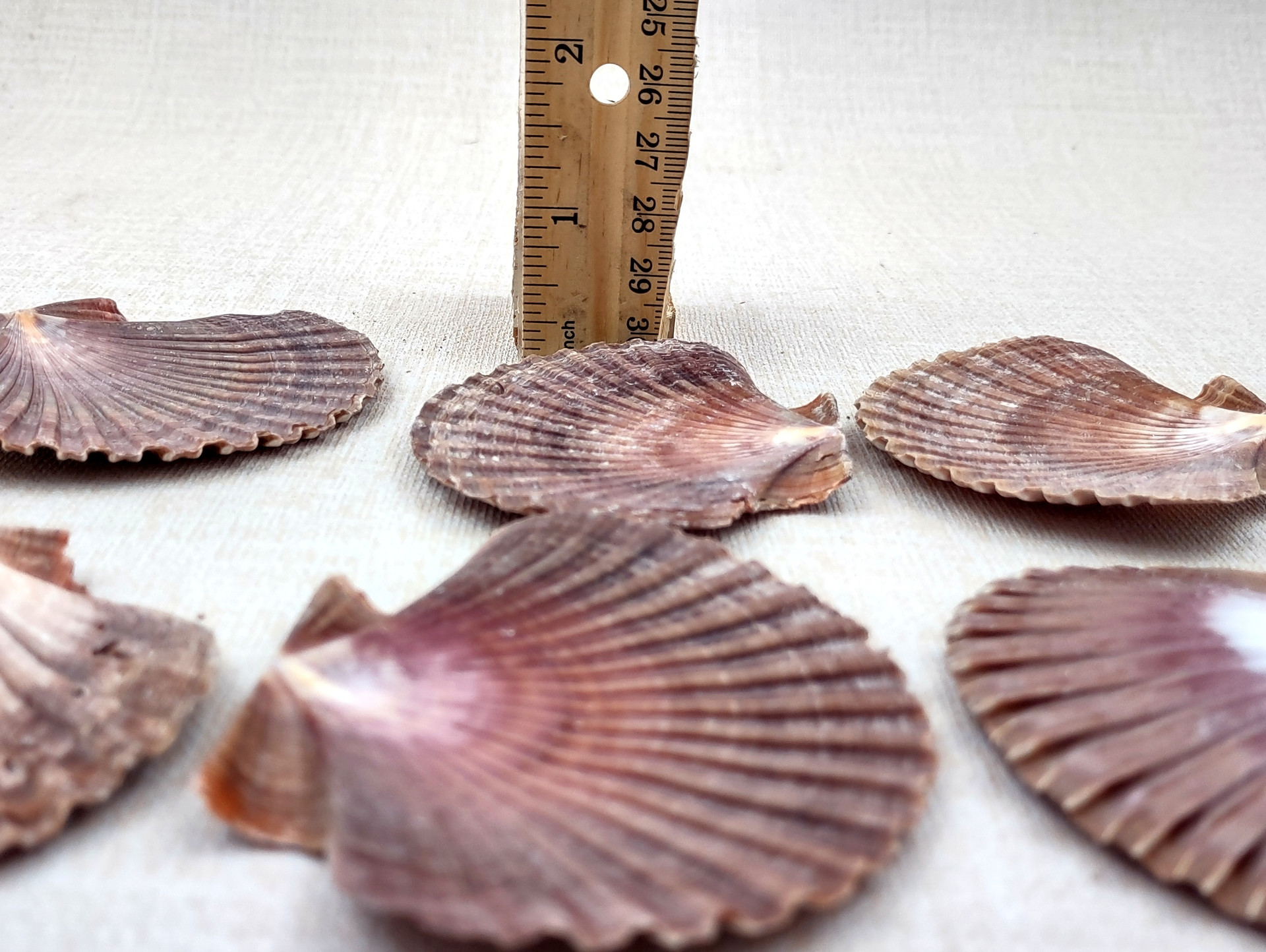 Mexican Flat Scallop Seashells Red Brown Pecten Vogdesi (10 shells ...