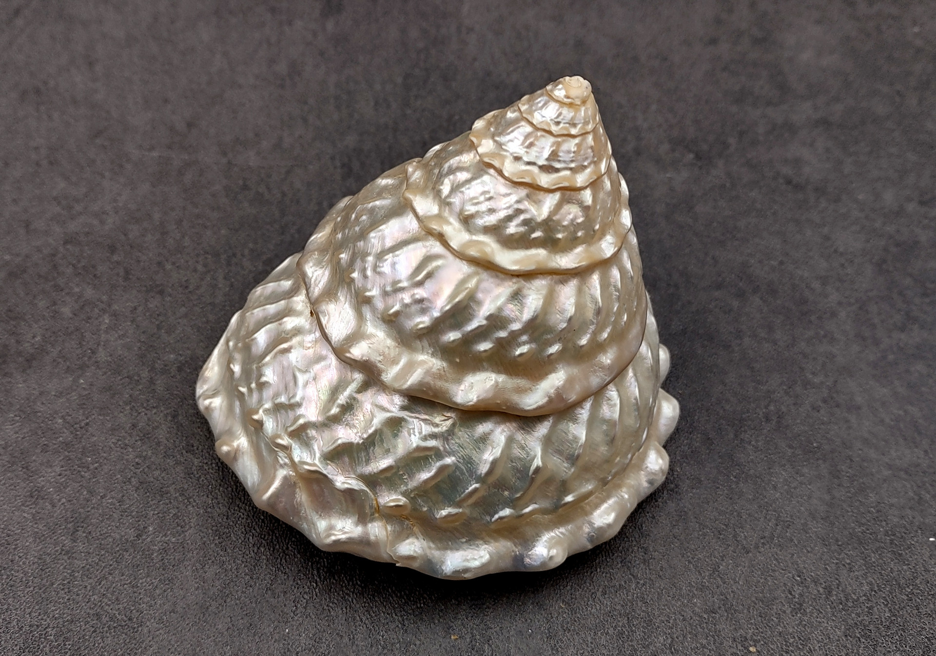 Pearlized Wavy Turban Seashell Astraea Turbanicum (1 shell approx. 4 ...