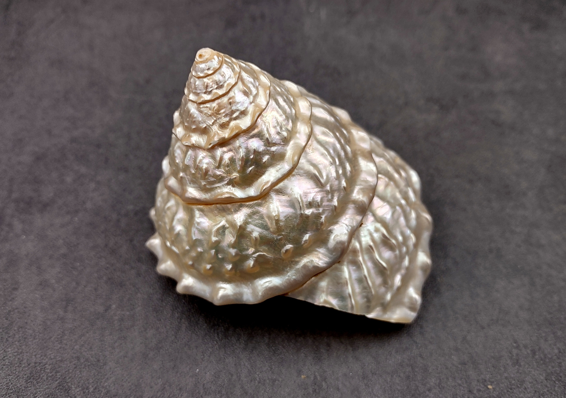 Pearlized Wavy Turban Seashell Astraea Turbanicum (1 shell approx. 4 ...