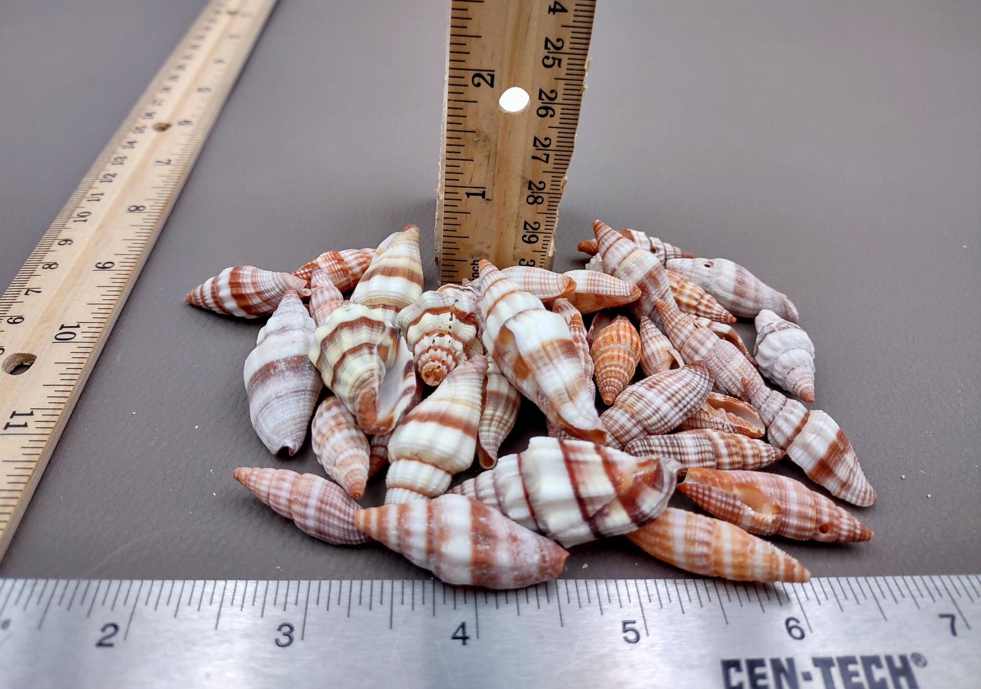 Assorted Miter Seashell Mix Orange Brown Striped (approx. third cup ...