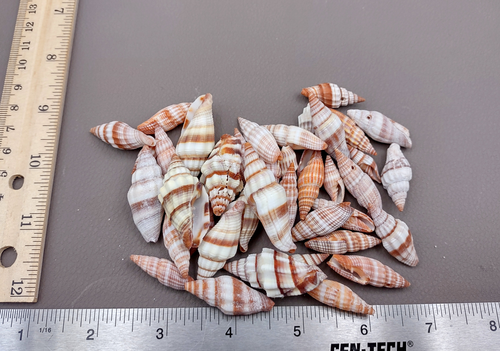Assorted Miter Seashell Mix Orange Brown Striped (approx. third cup ...