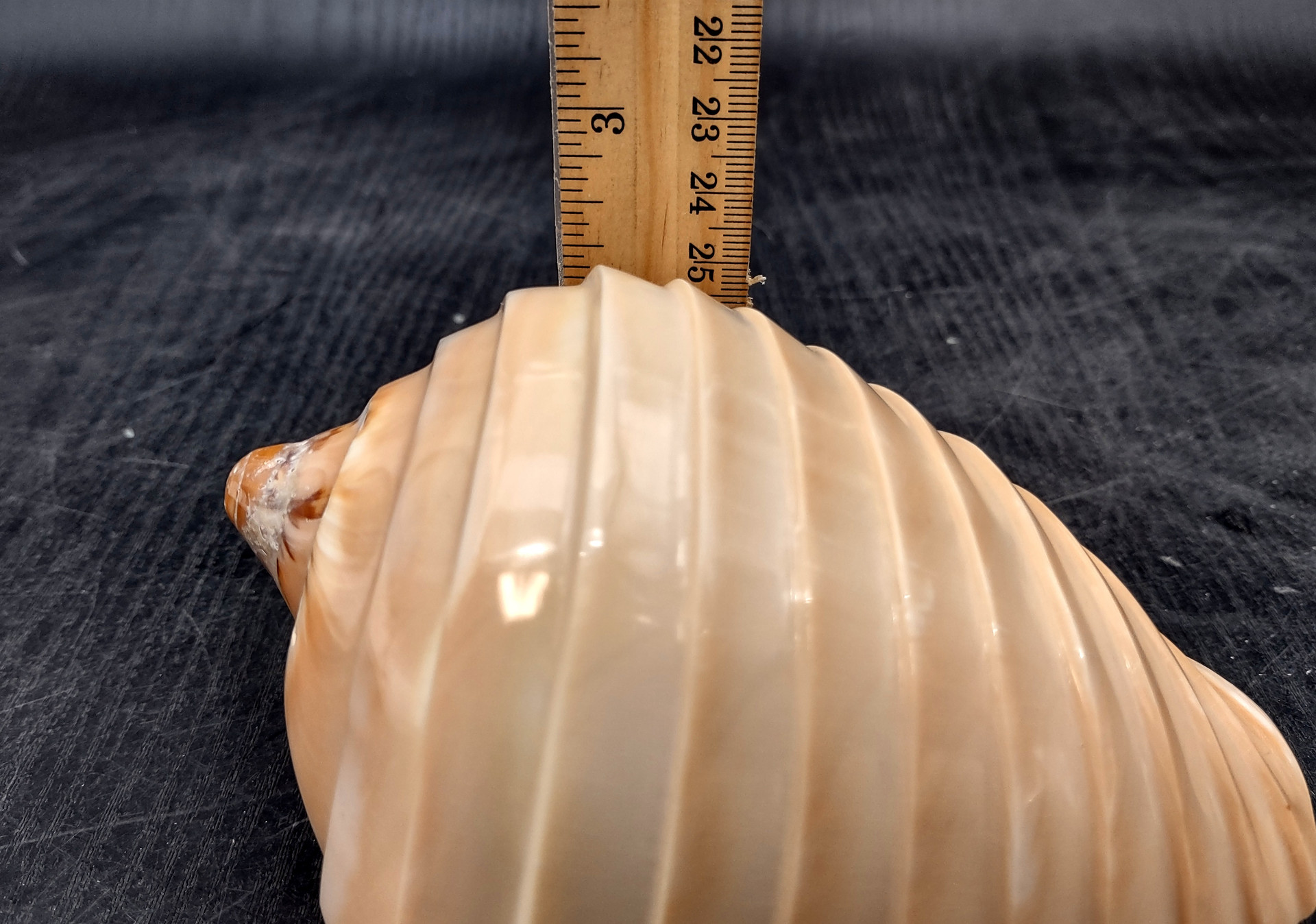 Noble Volute Seashell Banded Polished Voluta Nobilis (1 shell approx. 5 ...