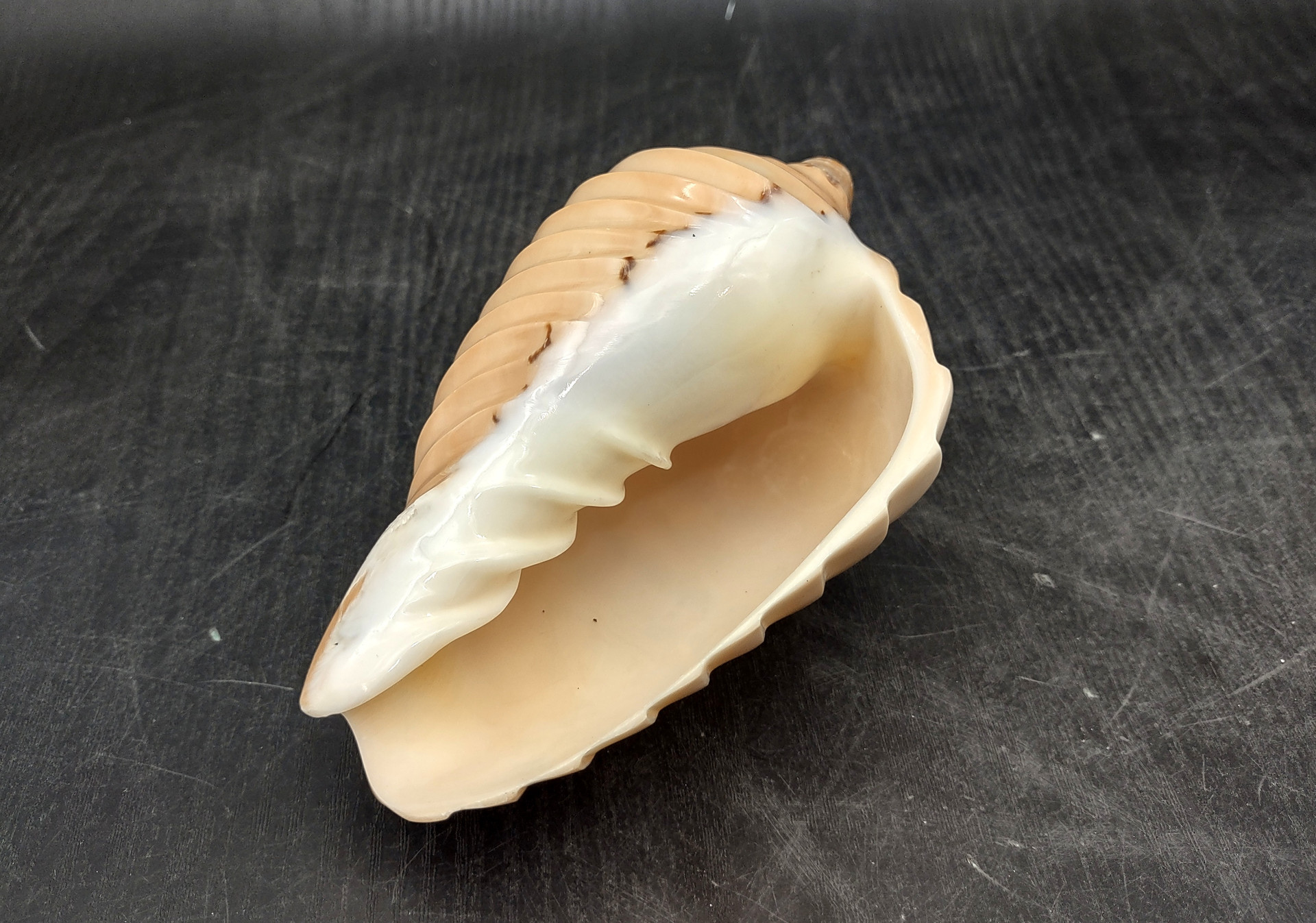 Noble Volute Seashell Banded Polished Voluta Nobilis (1 shell approx. 5 ...