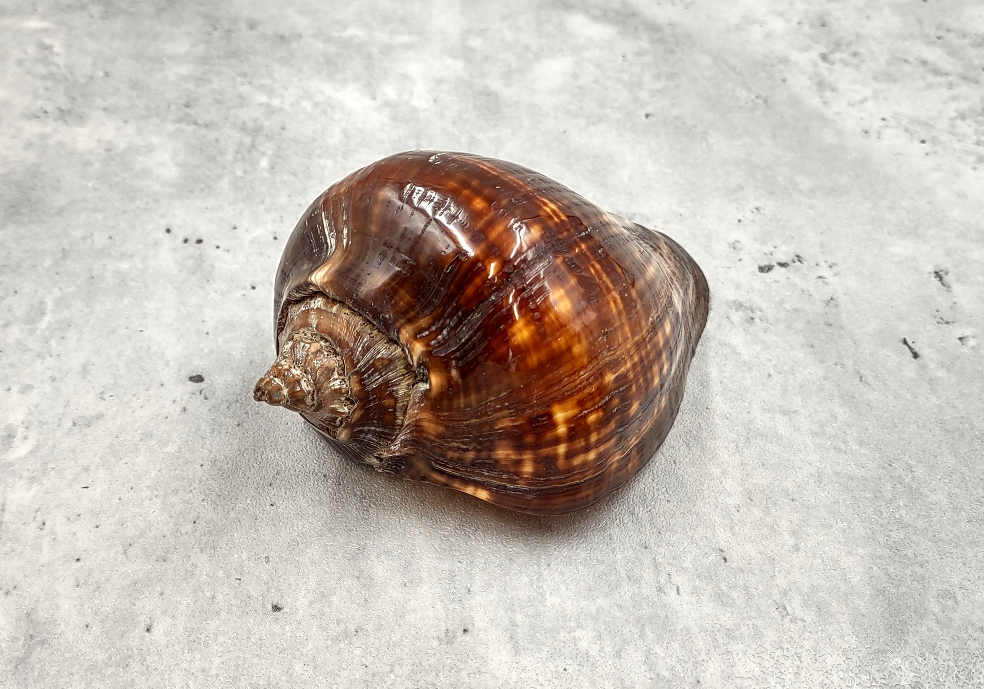 Fiber Conch Seashell Melongena Patula (1 shell approx. 4+ inches) Brown ...