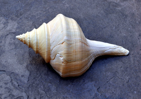 Categories - Page 2 - Seashell Supply