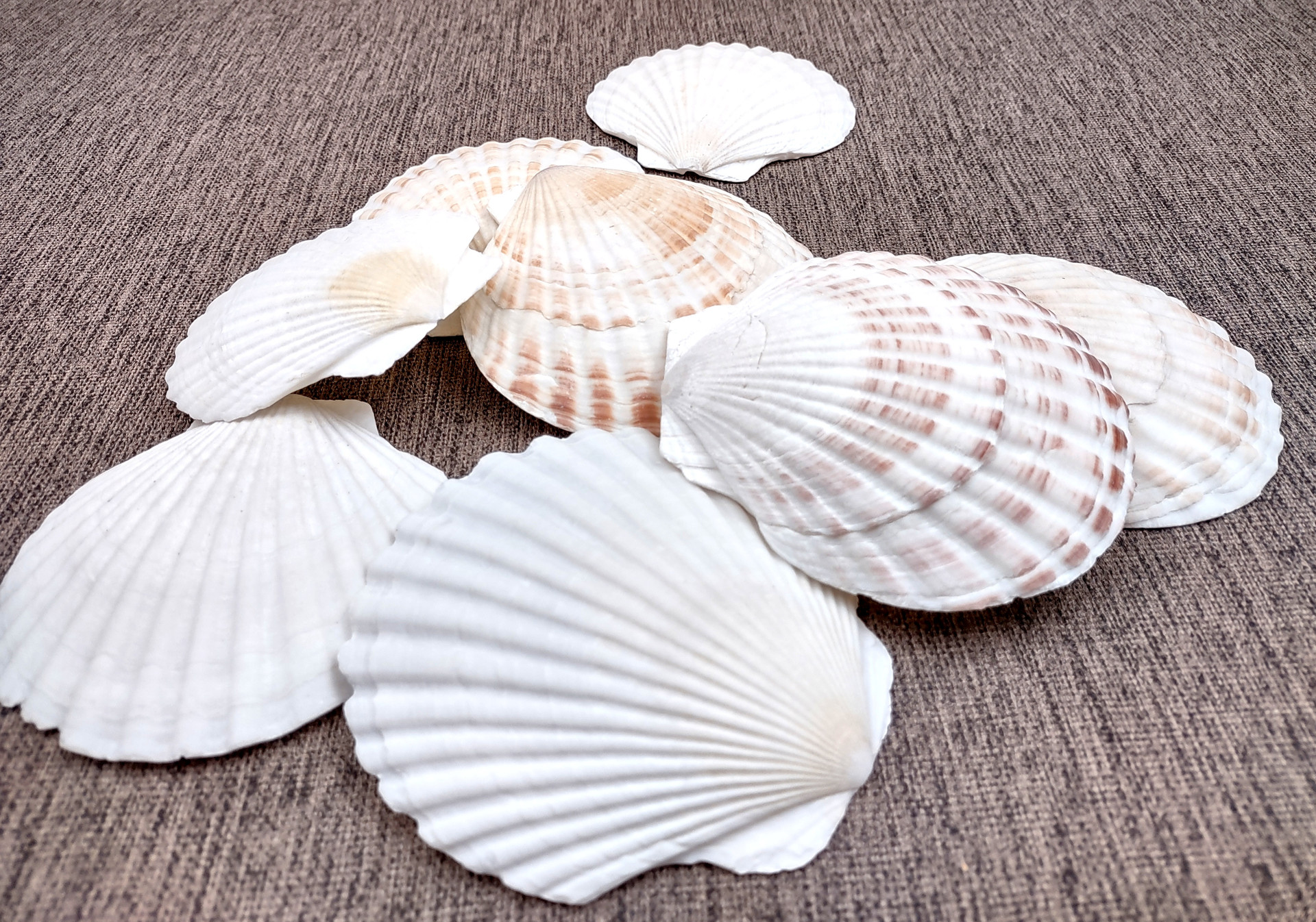 Irish Deep Baking Scallop Seashells Pecten Yessoensis (4 shells approx ...