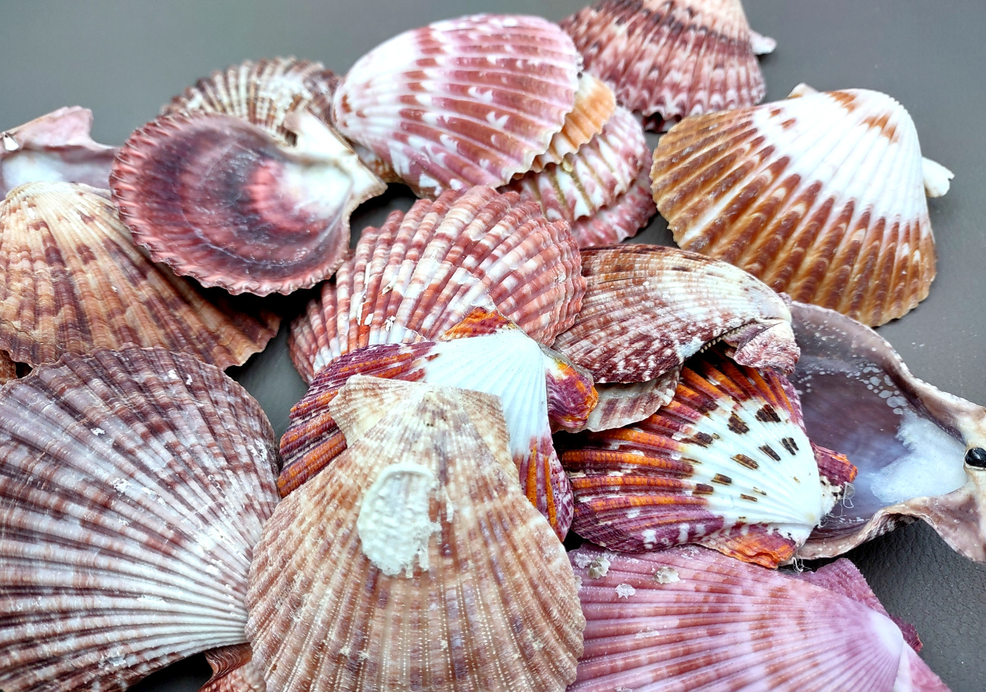 Calico Atlantic Scallop Seashells Argopecten Gibbus (10 shells approx ...