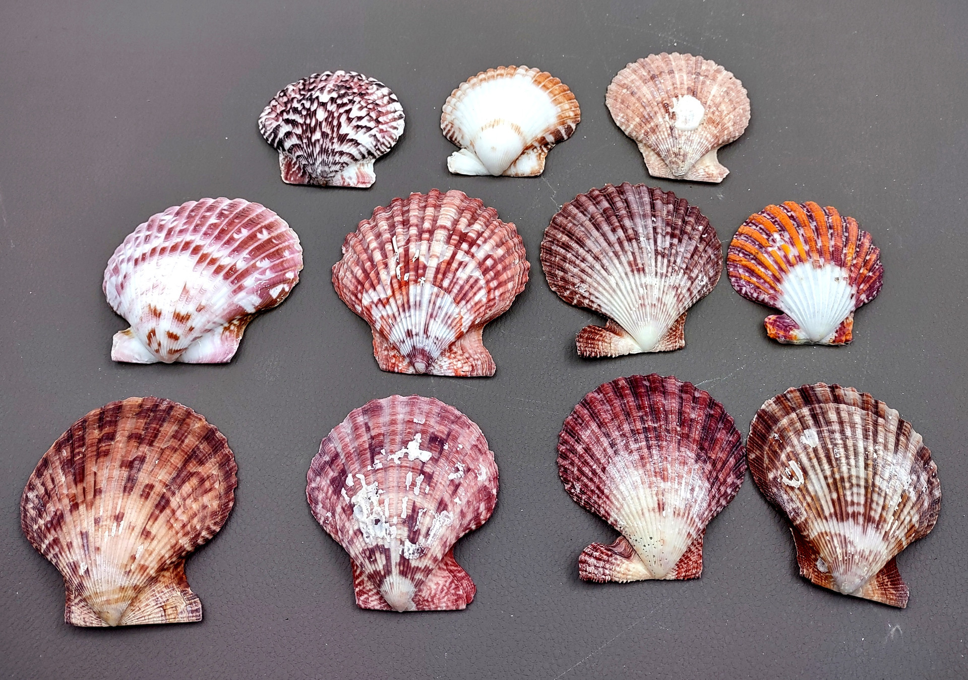 Calico Atlantic Scallop Seashells Argopecten Gibbus (10 shells approx ...