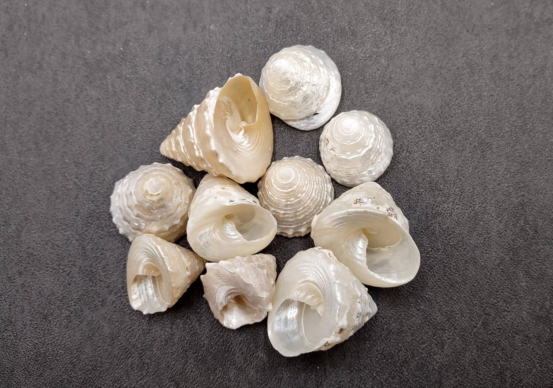 Elongated Troca Seashell Trochus Maculatus (1 shell approx. 2+ inches ...