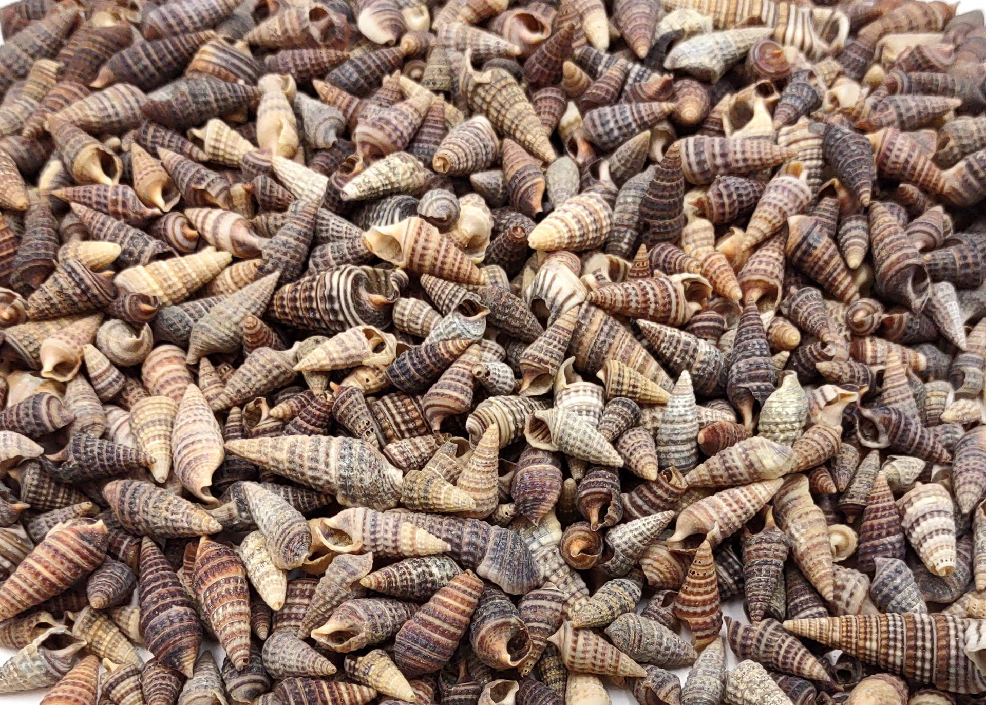 Dark Screw Seashell Assortment Cerithium Sulcata (Approx. half cup 190 ...