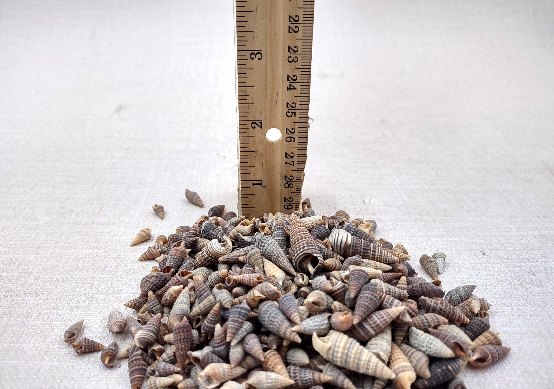 Dark Screw Seashell Assortment Cerithium Sulcata (approx. half cup 190 ...