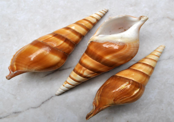 Arabian Tibia Curta Conch Sea Shell - Tibia Insulaechorab - (3 shells ...
