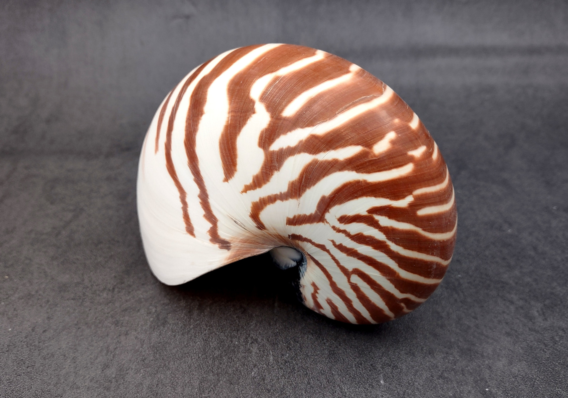 Natural Nautilus Seashell Nautilus Pompilius (1 shell approx. 5+ inches ...