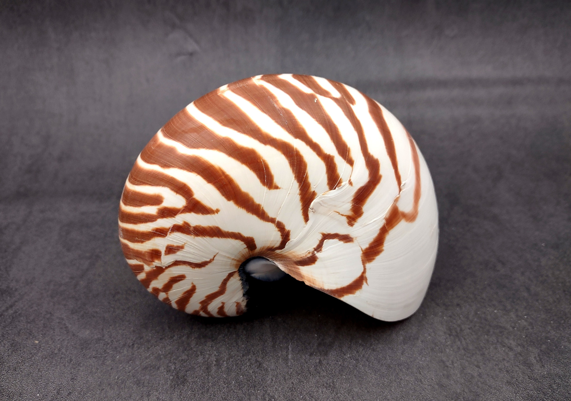 Natural Nautilus Seashell Nautilus Pompilius (1 shell approx. 5+ inches ...