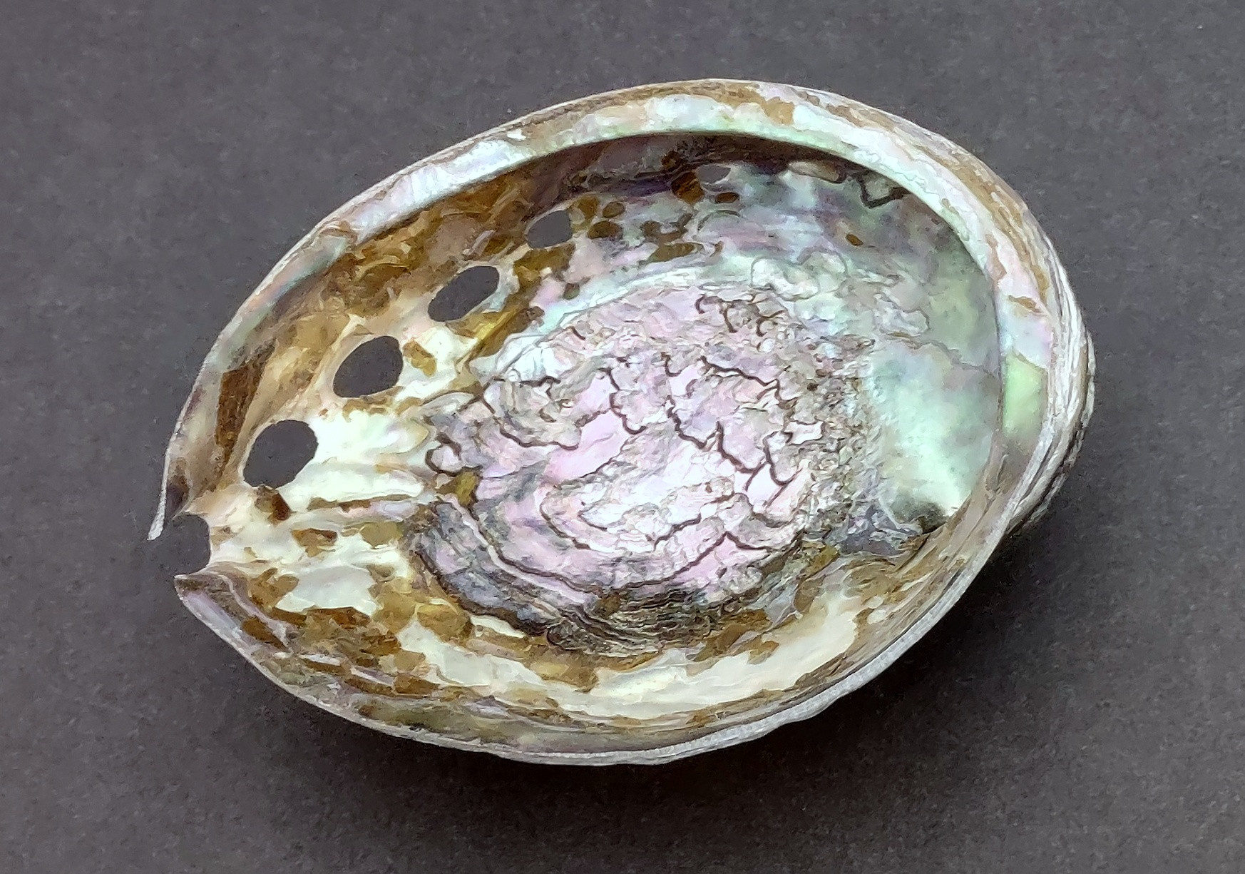 Polished Pink Abalone - Haliotis Corrugata - (1 shell 5-6 inches)