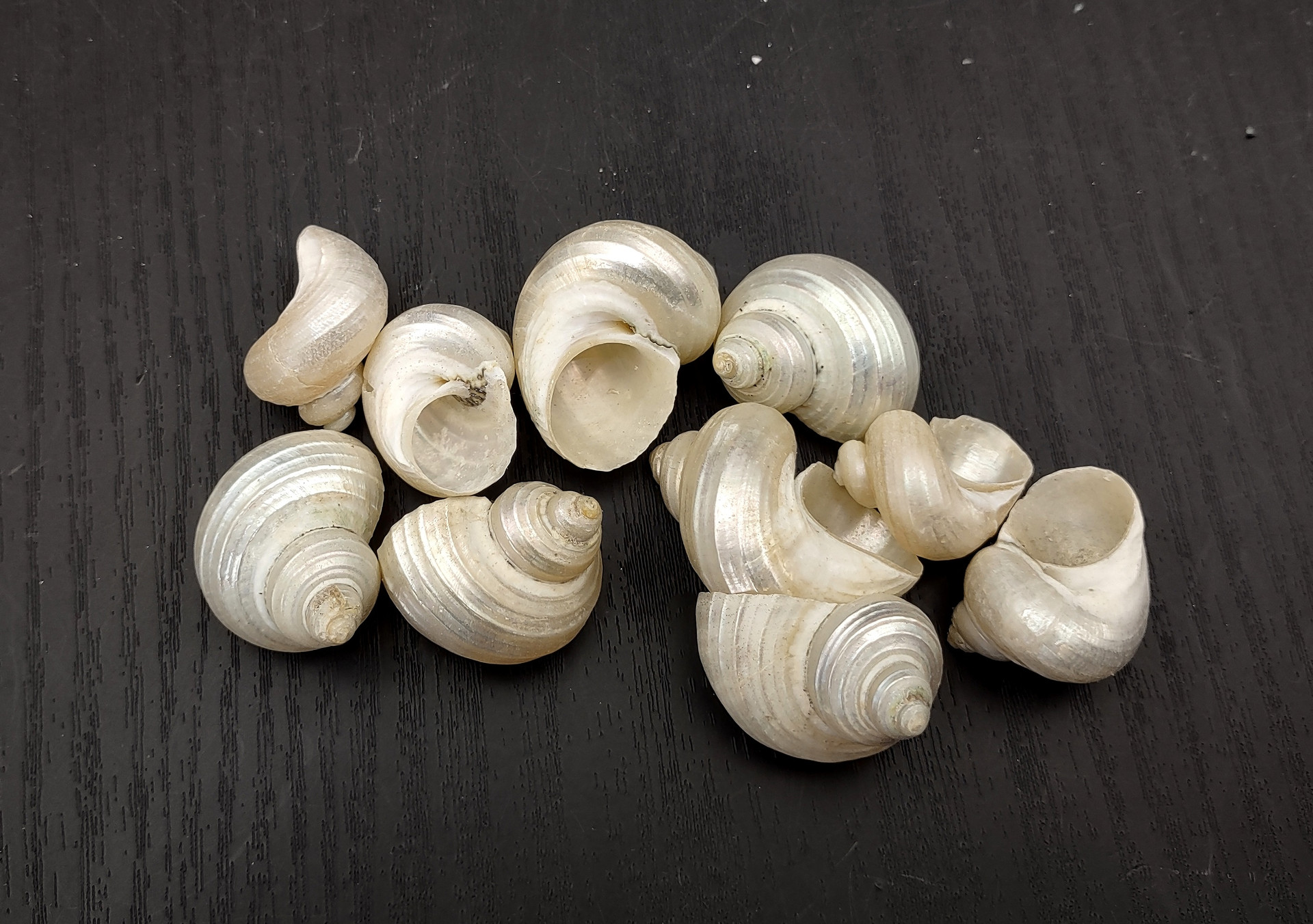 Pearlized Turbo Seashells (10 shells approx. 0.75+ inches) Perfect ...