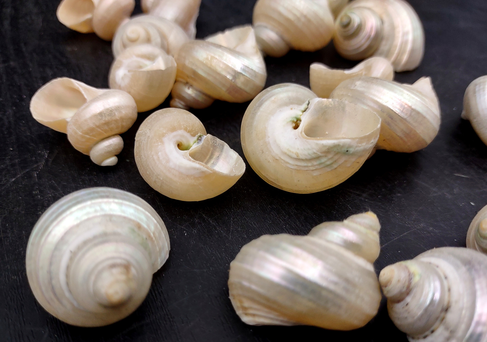 Pearlized Turbo Seashells (10 shells approx. 0.75+ inches) Neat shells ...