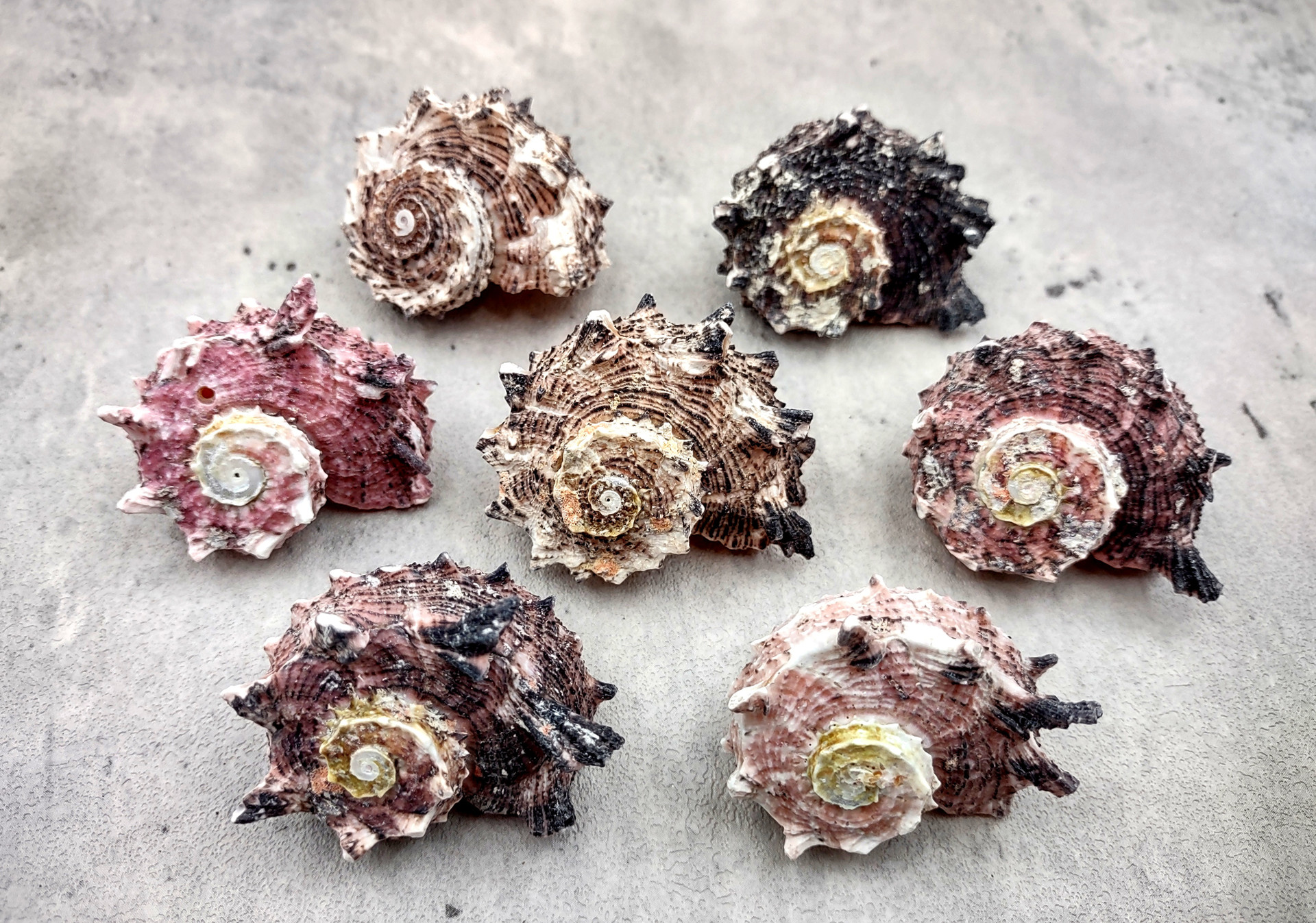 Dolphin Seashells Spiral Pink Black Angaria Delphinus (5 shells approx ...