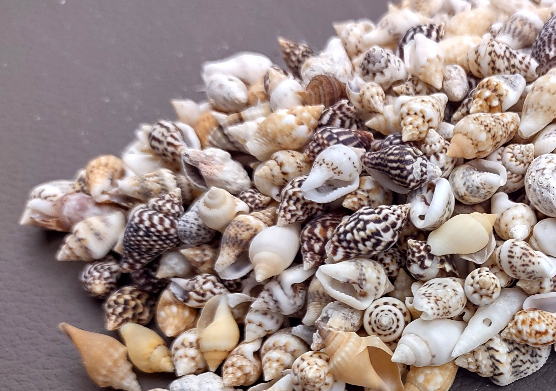 Dove Seashells Euplica Festiva (approx. half cup 230+ shells approx. 0. ...