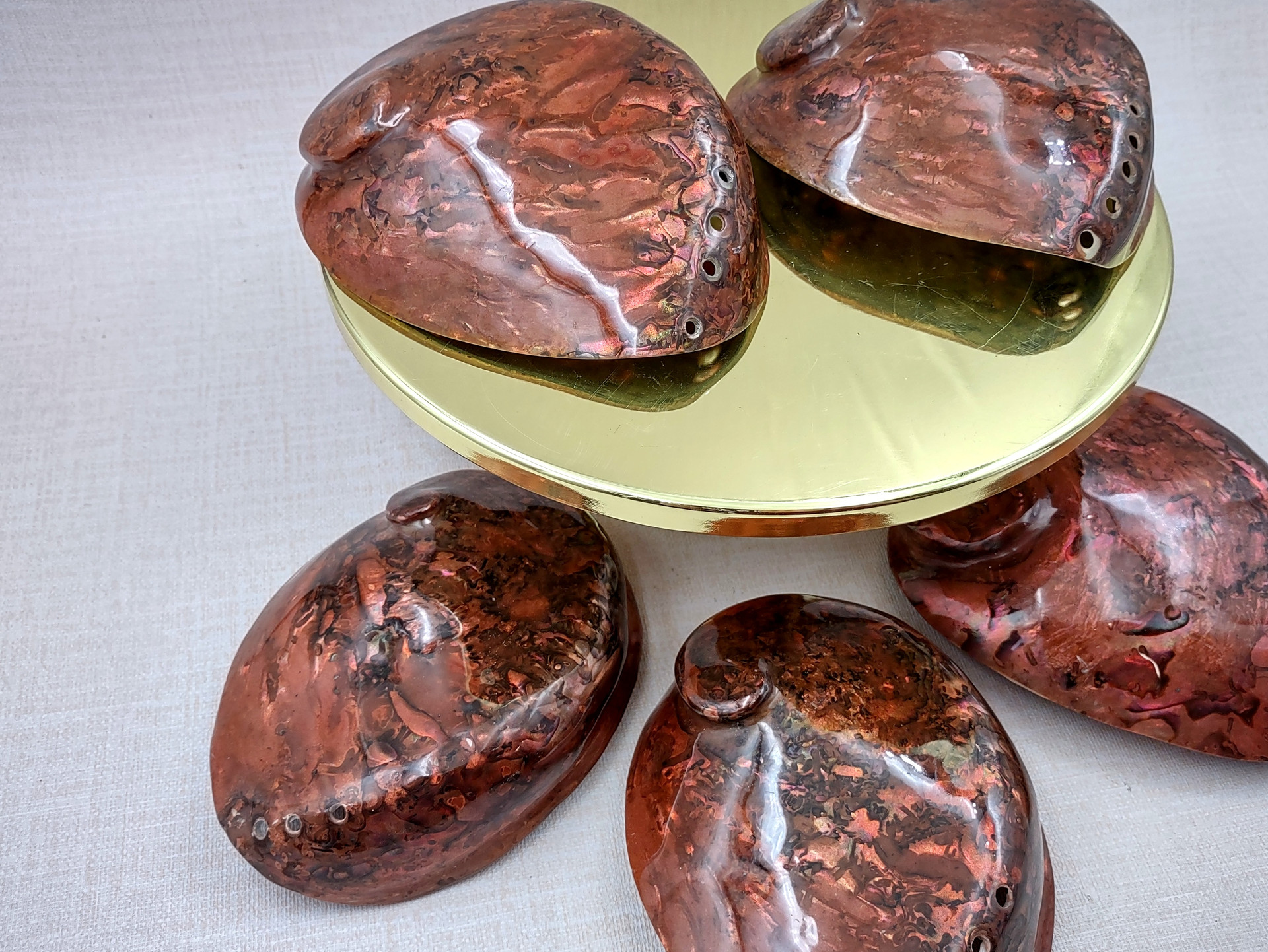 Polished Copper Midas Abalone Seashells Haliotis Midae (1 shell approx ...