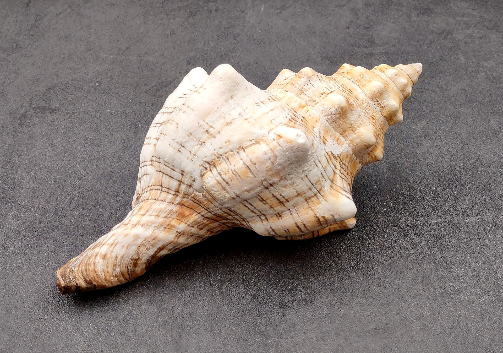 Striped Brown Fox Seashell Fasciolaria Trapezium (1 shell approx. 6 ...