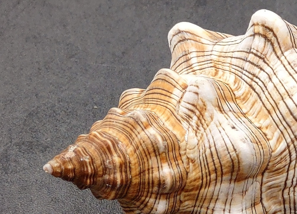 Striped Brown Fox Seashell Fasciolaria Trapezium (1 shell approx. 6 ...