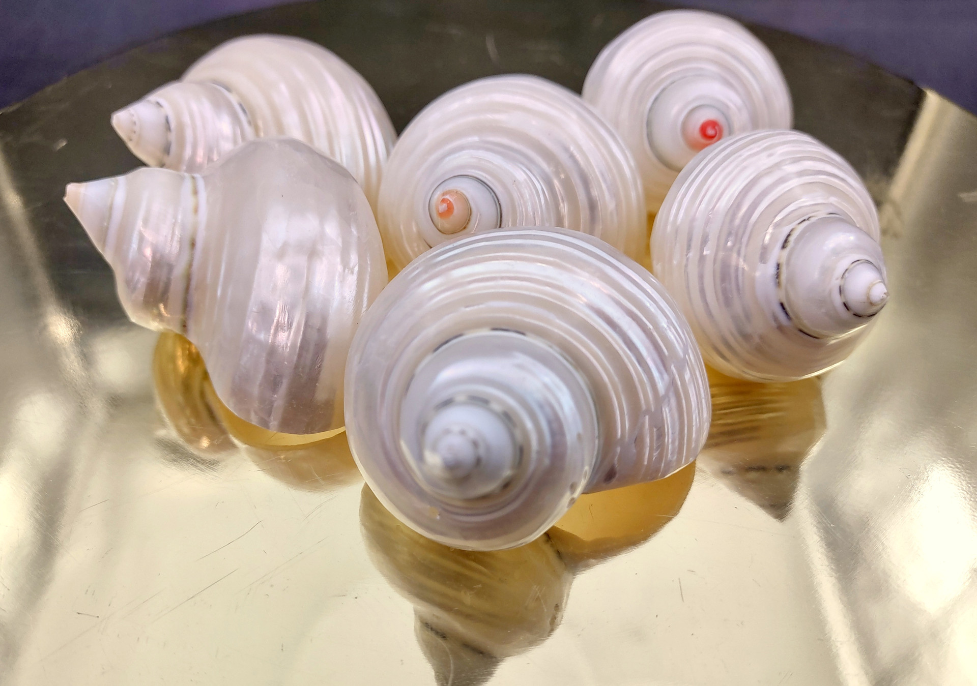 Pearlized Jade Turbo Seashell Turbo Burgessi (1 shell approx. 1.75 ...