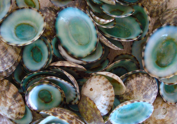 Seashells For Sale - Decorative Seashells & Marine Life For Sale ...