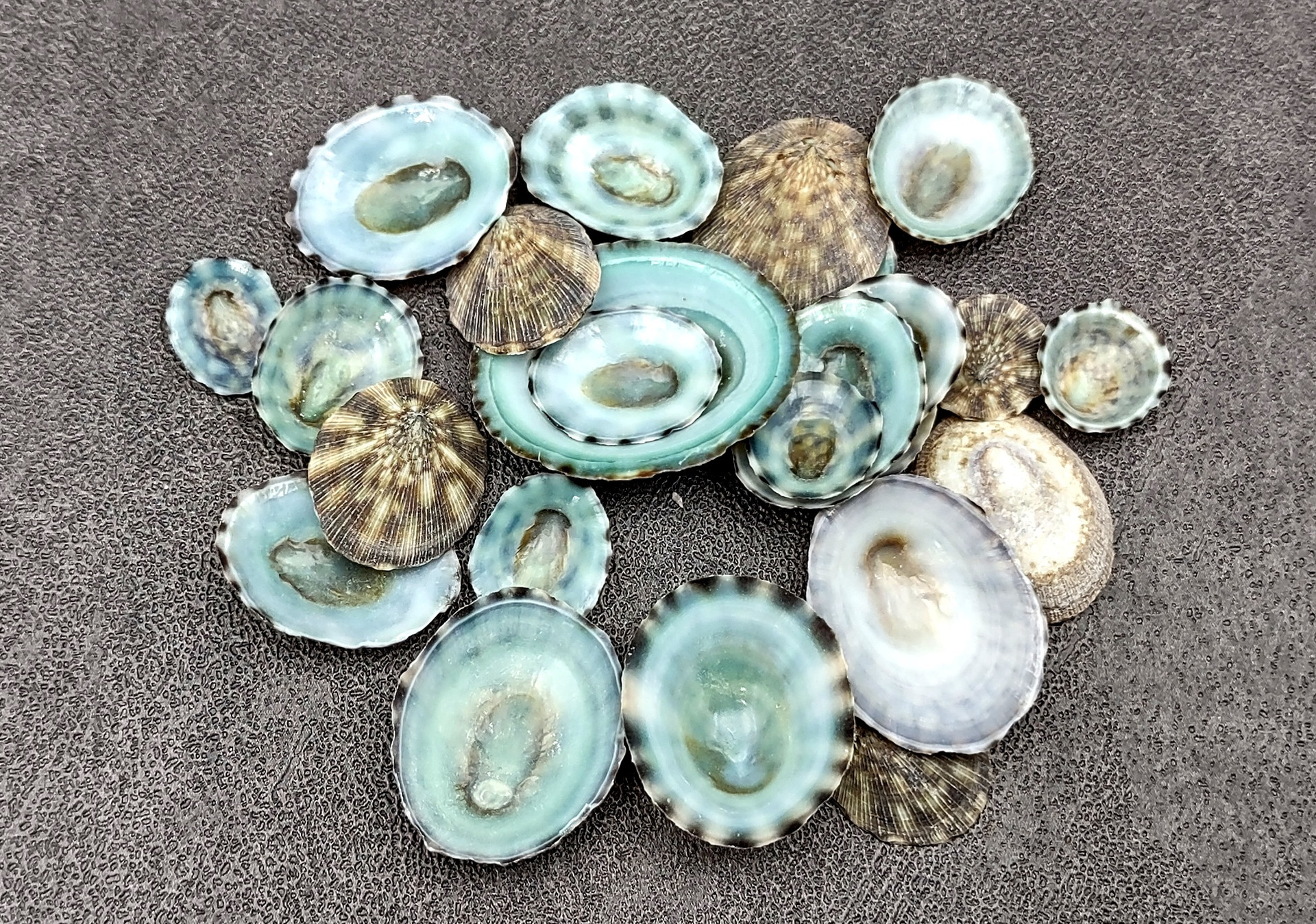 Green Limpet Shells Sutorria Mesoleuca (approx. 20+ shells .5-.75 ...