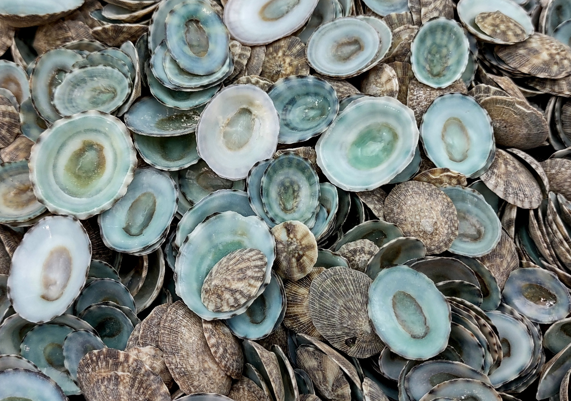 Green Limpet Shells Sutorria Mesoleuca (approx. 20+ shells .5-.75 ...