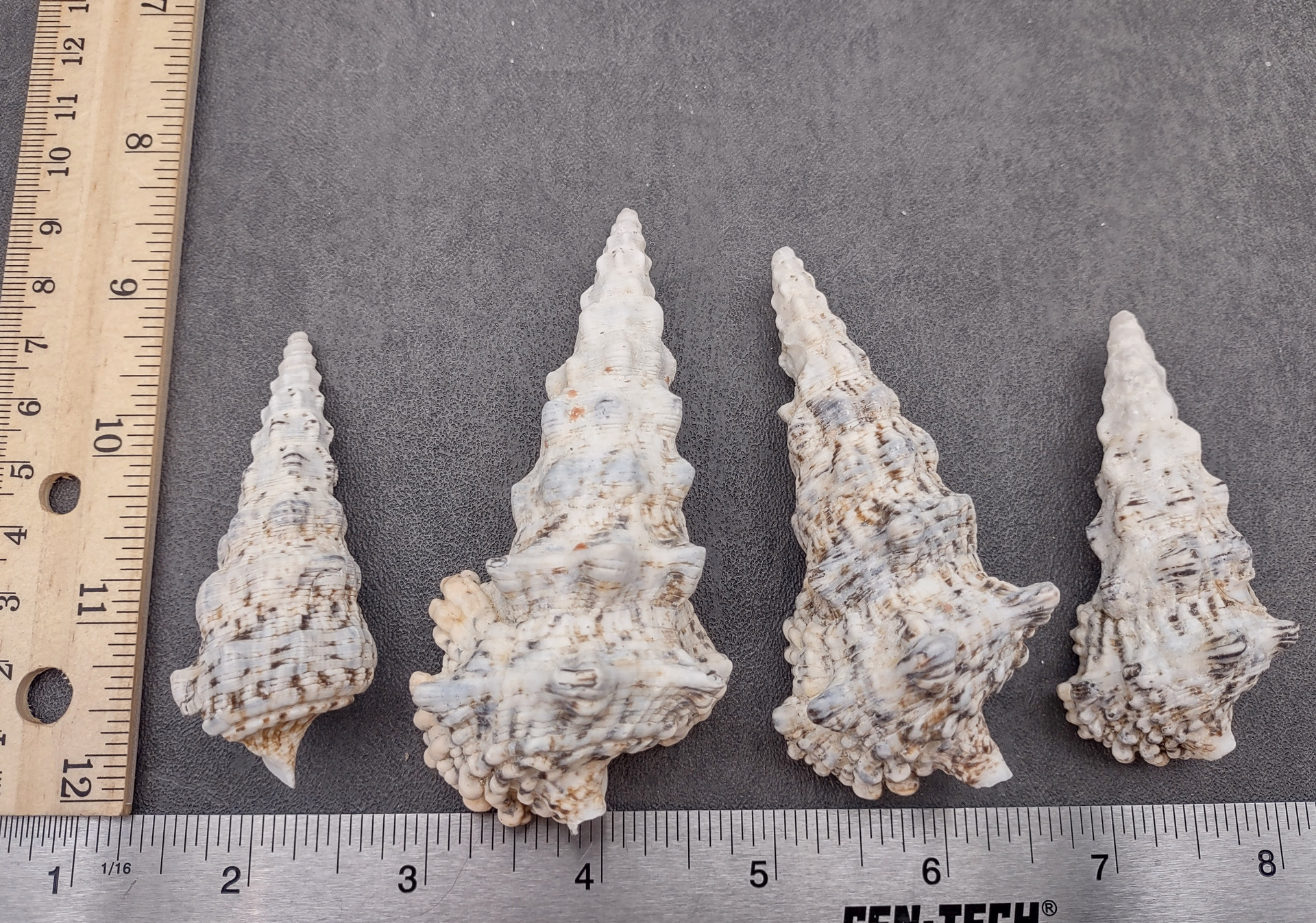 Knobby Cerithium Seashells White Black Cerithium Nodulosum (3 shells ...