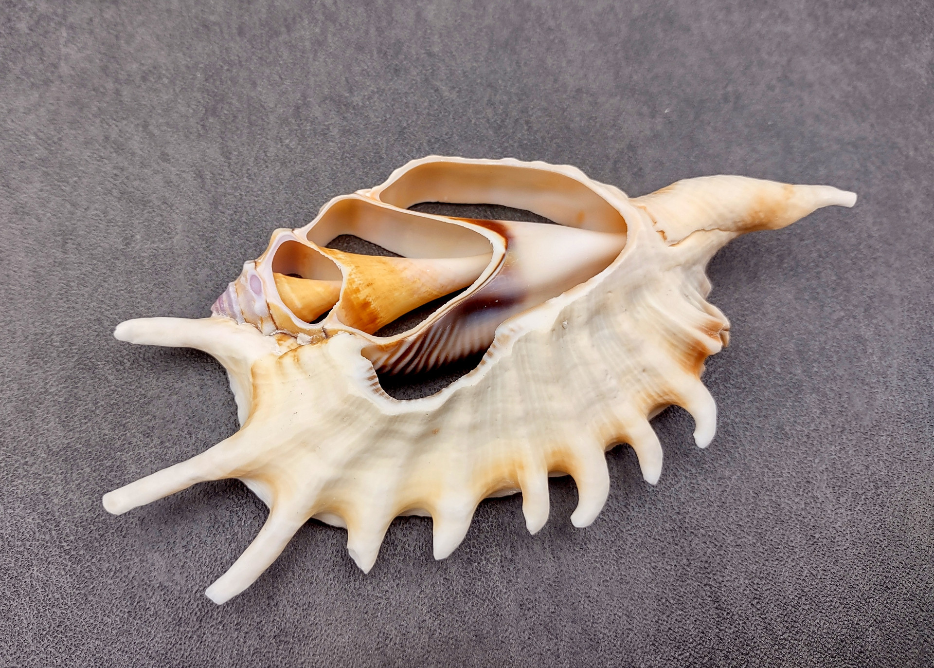 sliced/center cut seashells for sale - seashellsupply.com