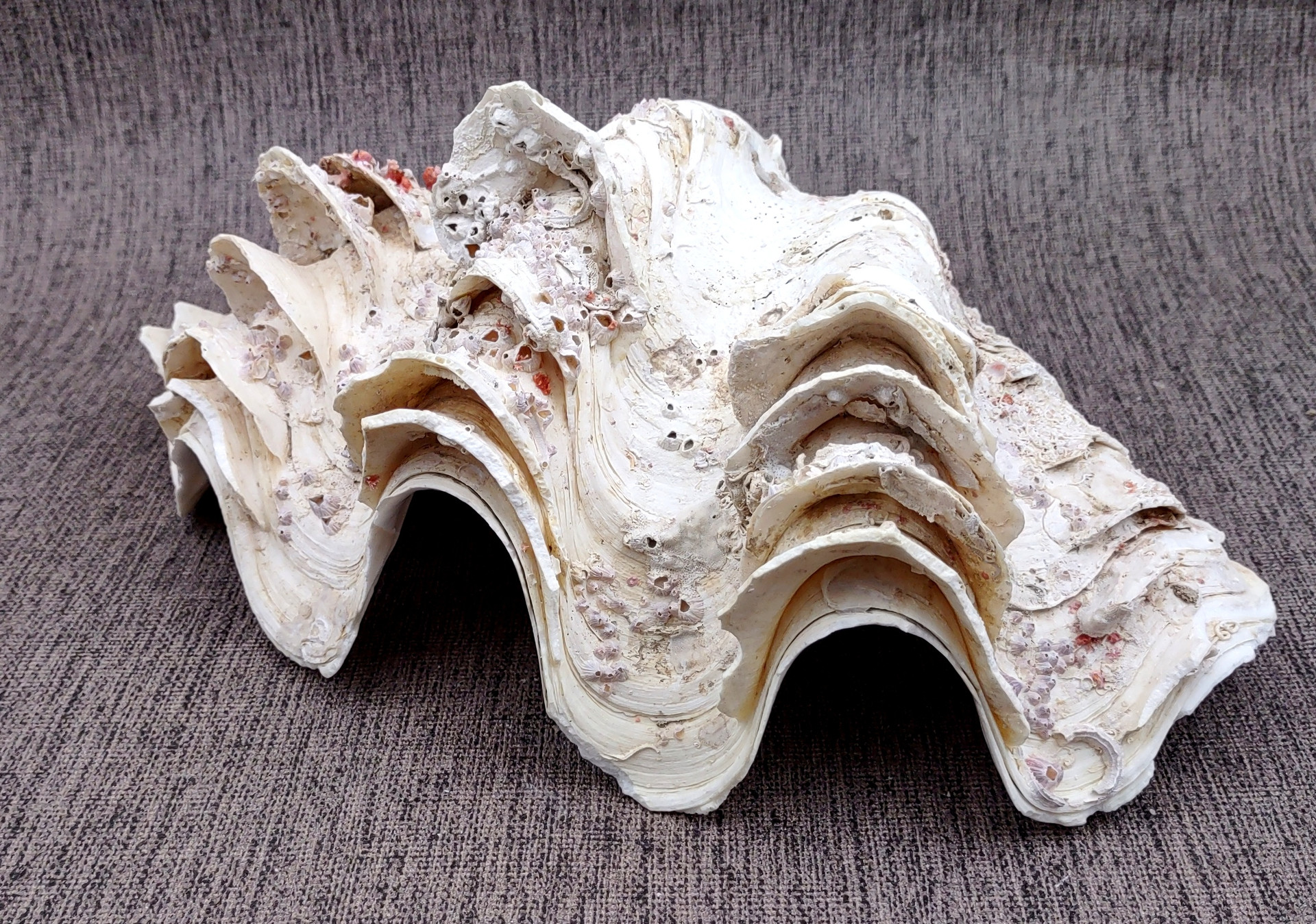 clam shells for sale - seashellsupply.com