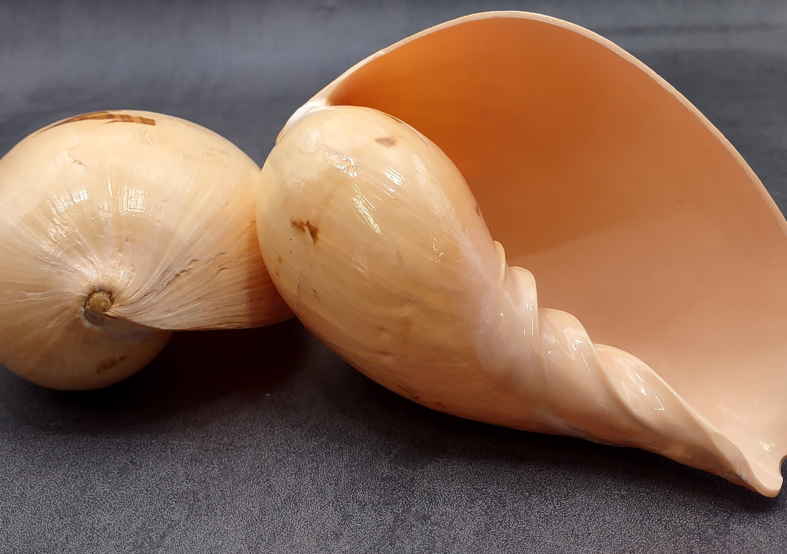 Large Indian Melo Volute Seashell Voluta Melo (1 shell approx. 5 ...